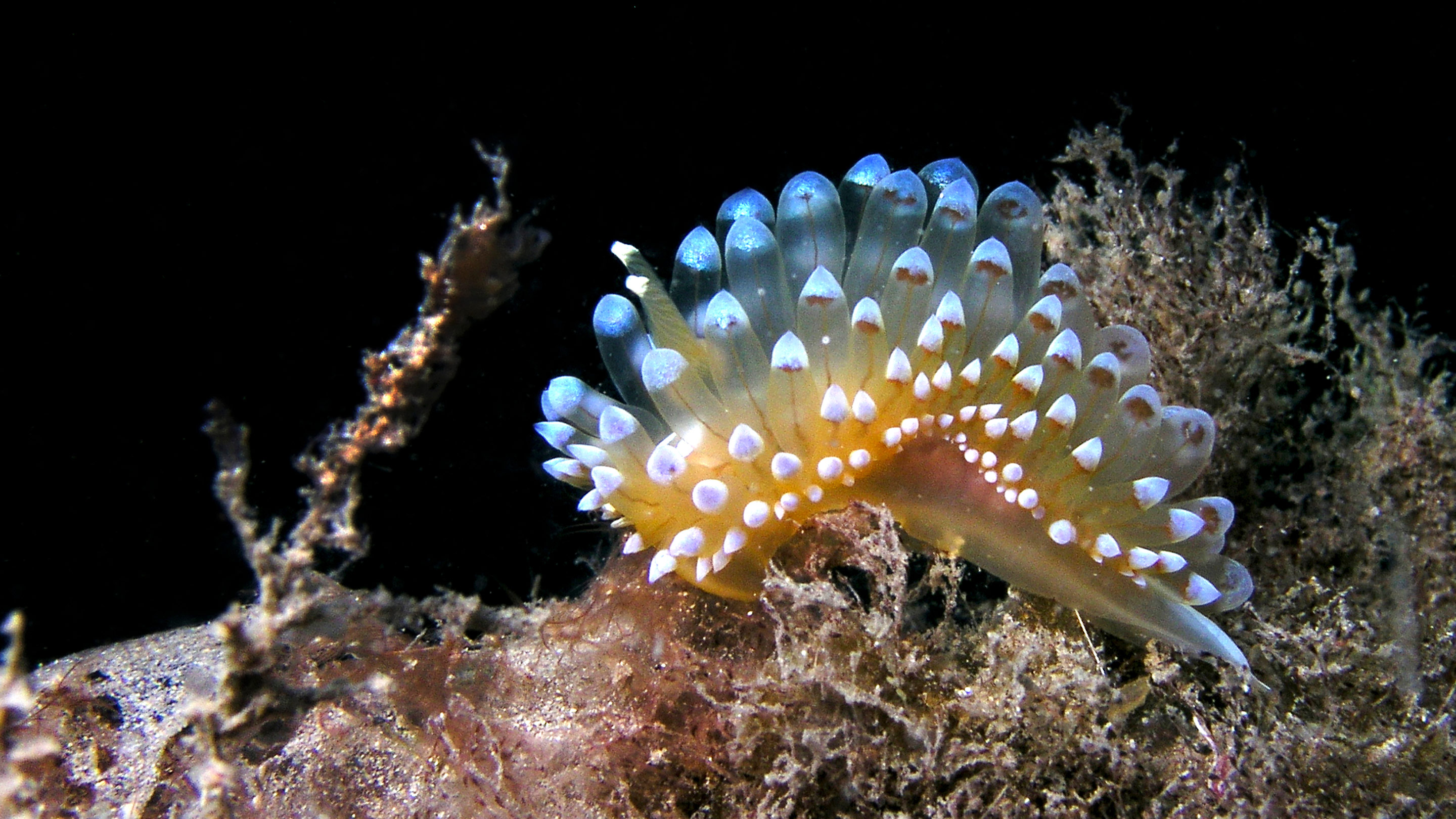 Irish sea creatures provide clues for new cancer treatments