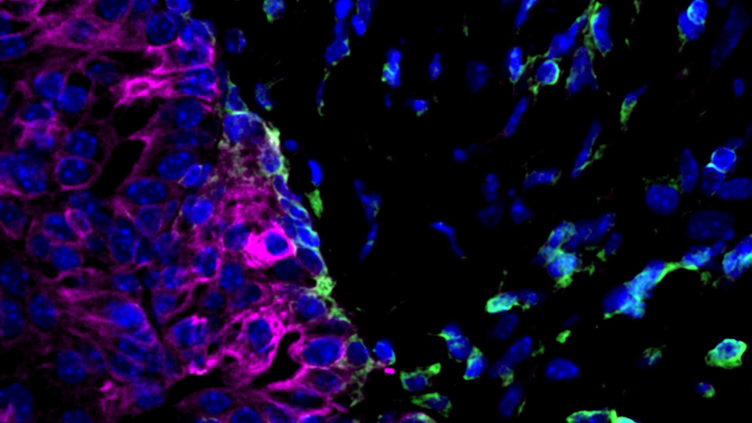 Important discovery at the IOR